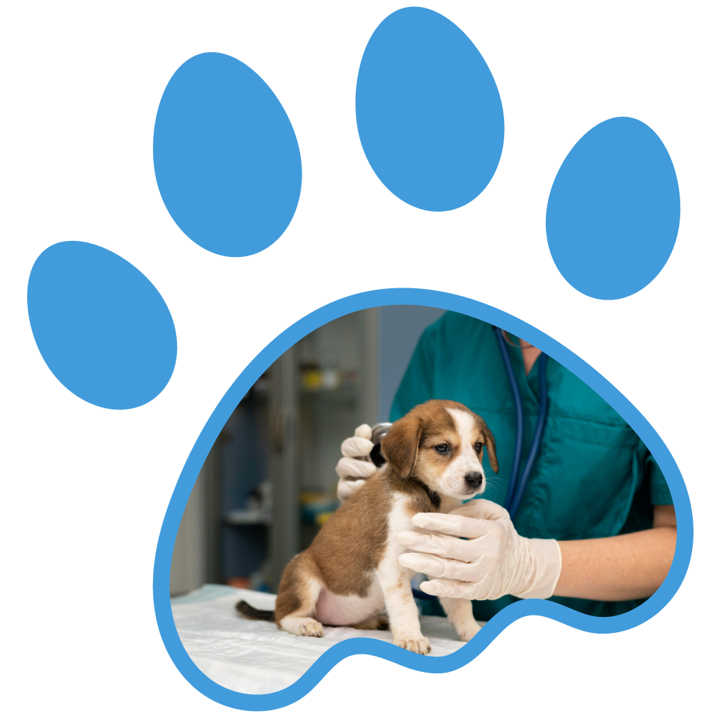 Importancia De La Medicina Preventiva Veterinaria Perrunos Veterinaria